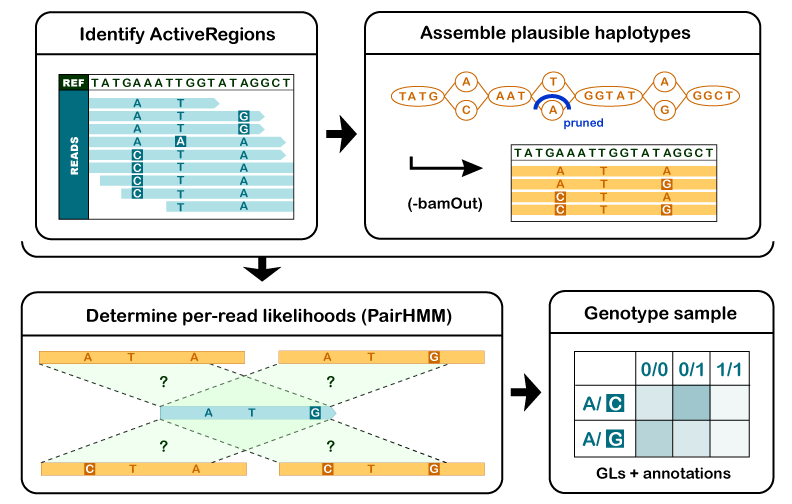 gatk/doc_archive/methods/HC_overview:_How_the_HaplotypeCaller_works.md ...