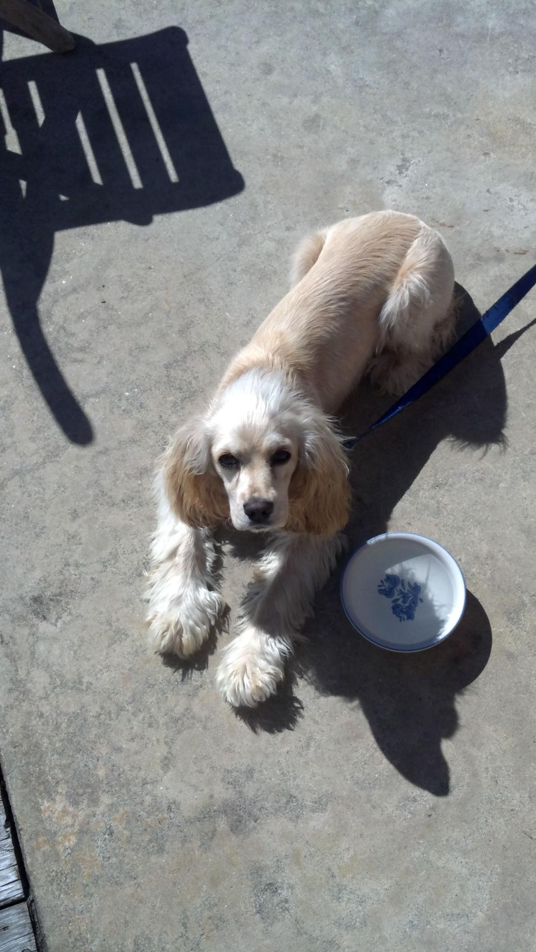 NBR: DH's a big softie... (PIP -puppy) — The Bump