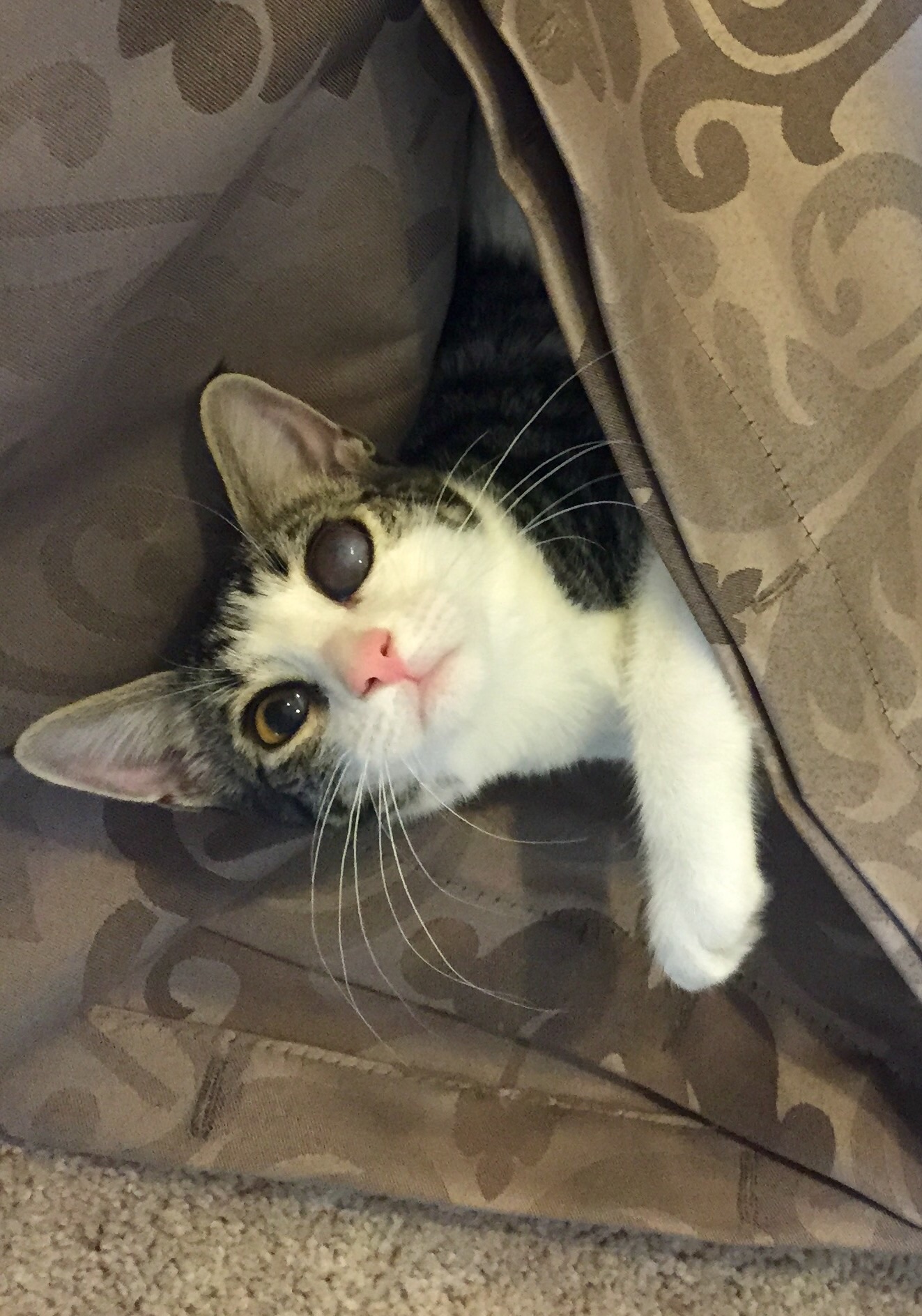 Confession My Cat Is An Asshole — The Bump