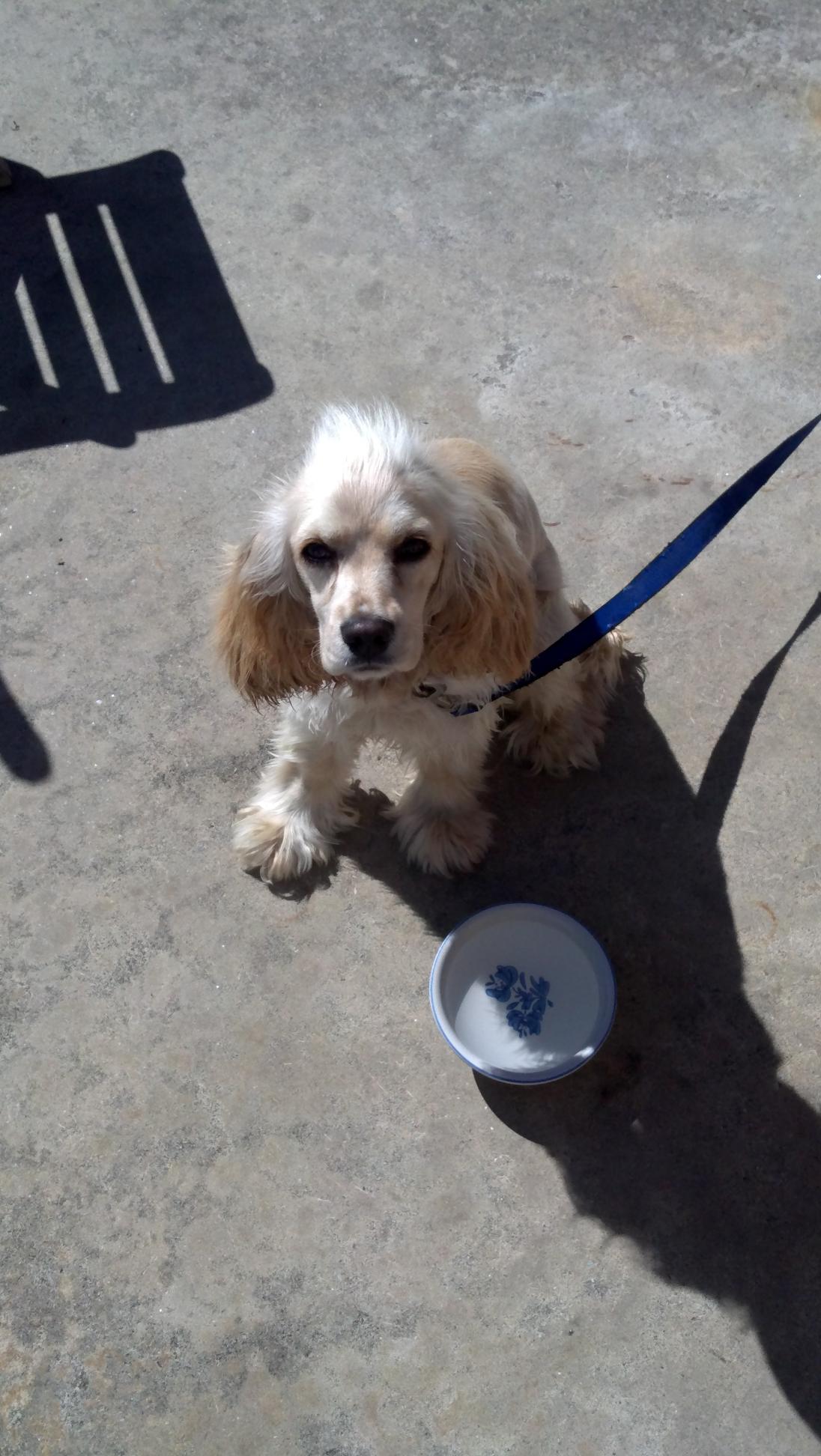 NBR: DH's a big softie... (PIP -puppy) — The Bump