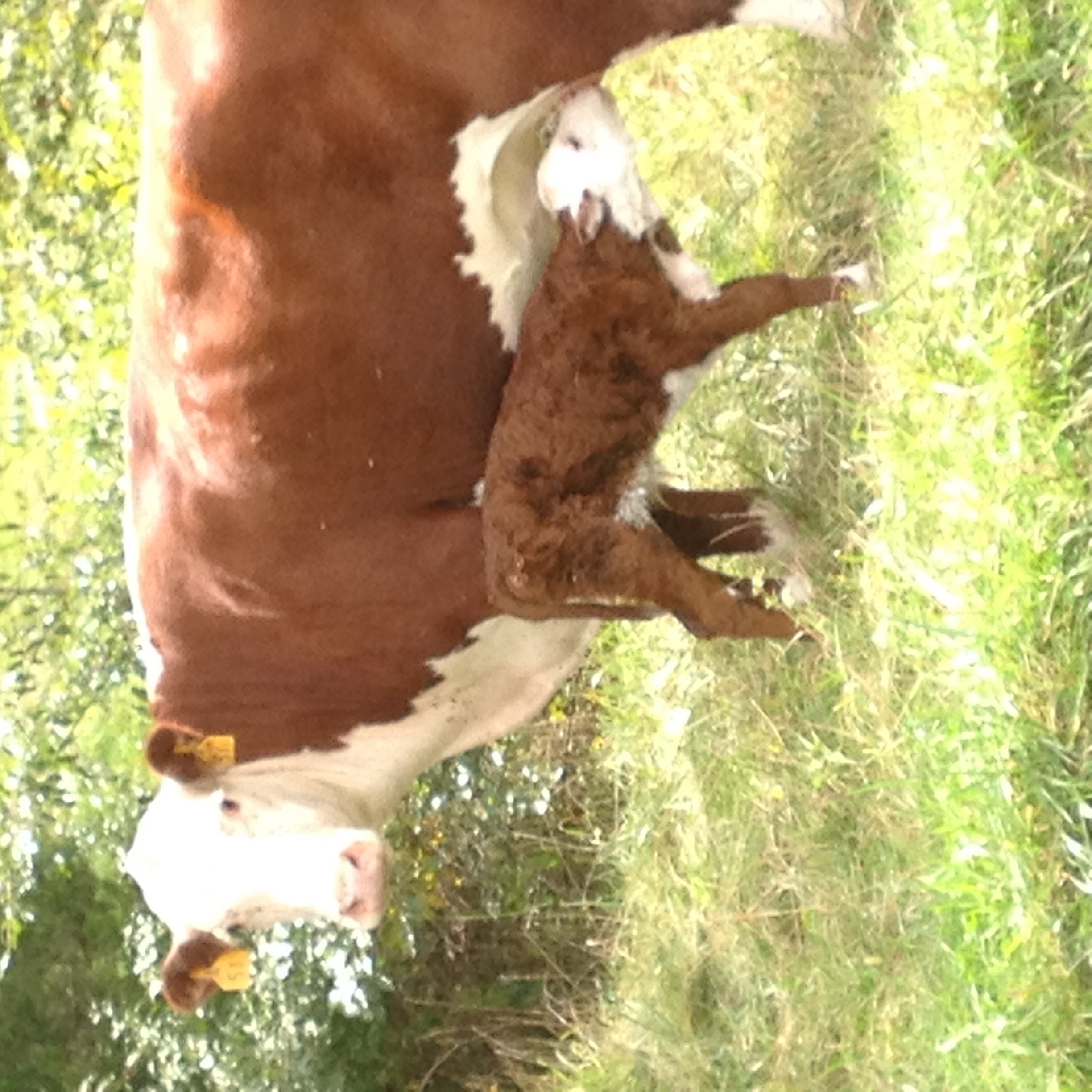 Baby Cow Born Yesterday! — The Bump