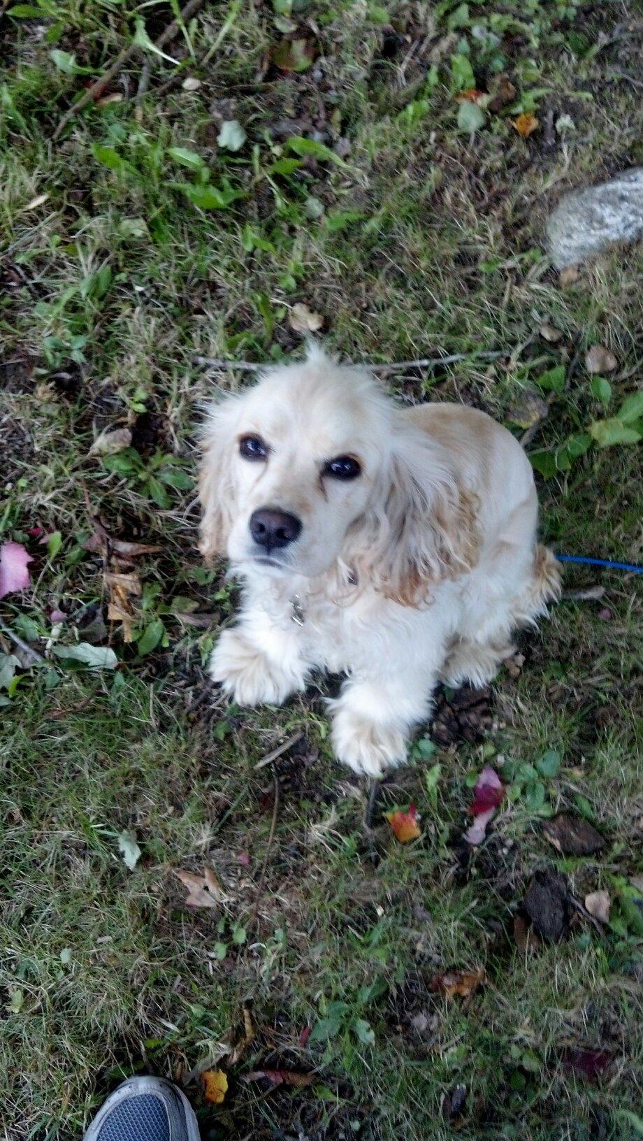 NBR: DH's a big softie... (PIP -puppy) — The Bump