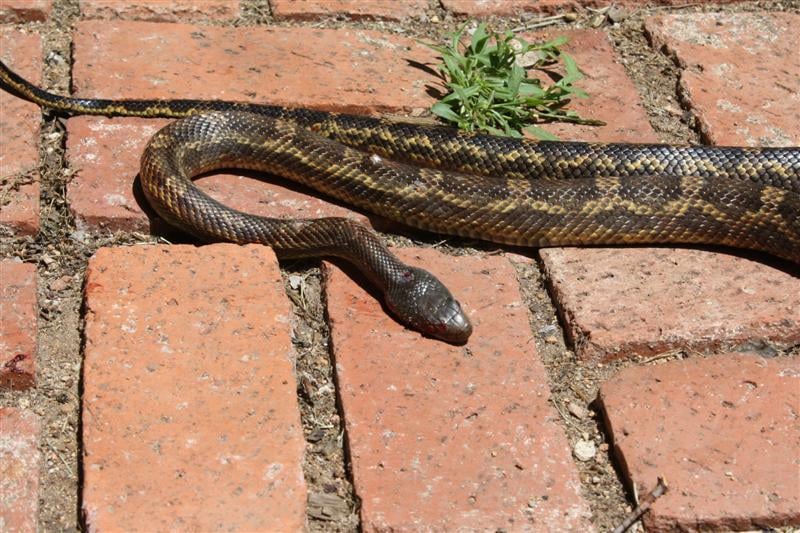 ID this snake — Polk Audio Forum