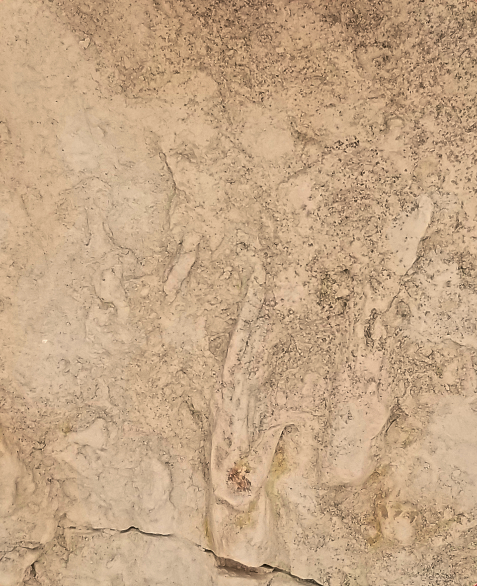 A rarity for sure...but not a coin. A nerdy fossil lover moment here in ...