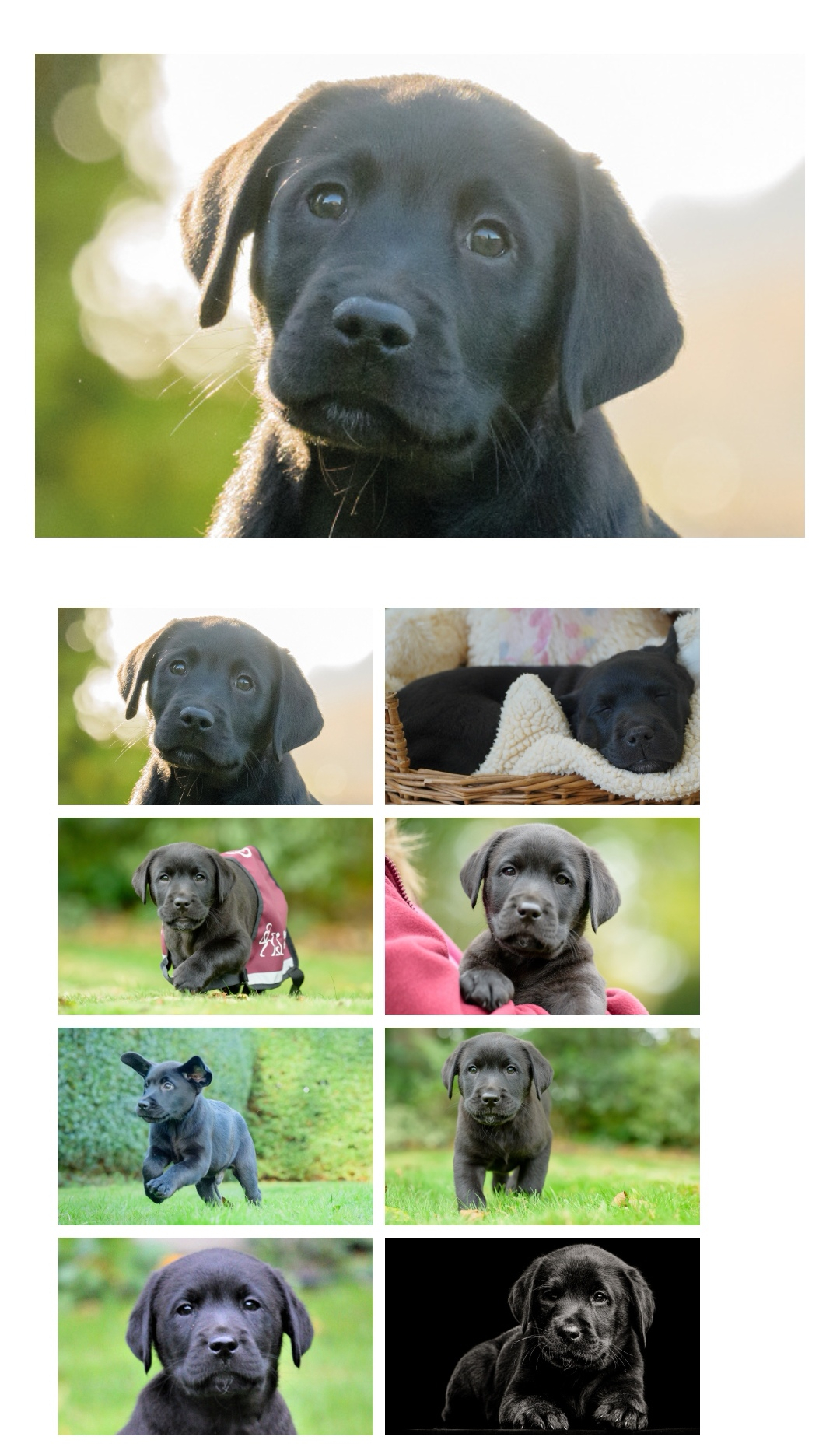 Rose Ayling-Ellis and Giovanni Pernice Appreciation Thread - Page 1250 ...