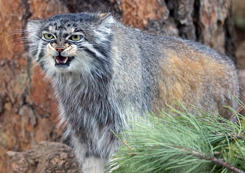 Most Unpopular Animals