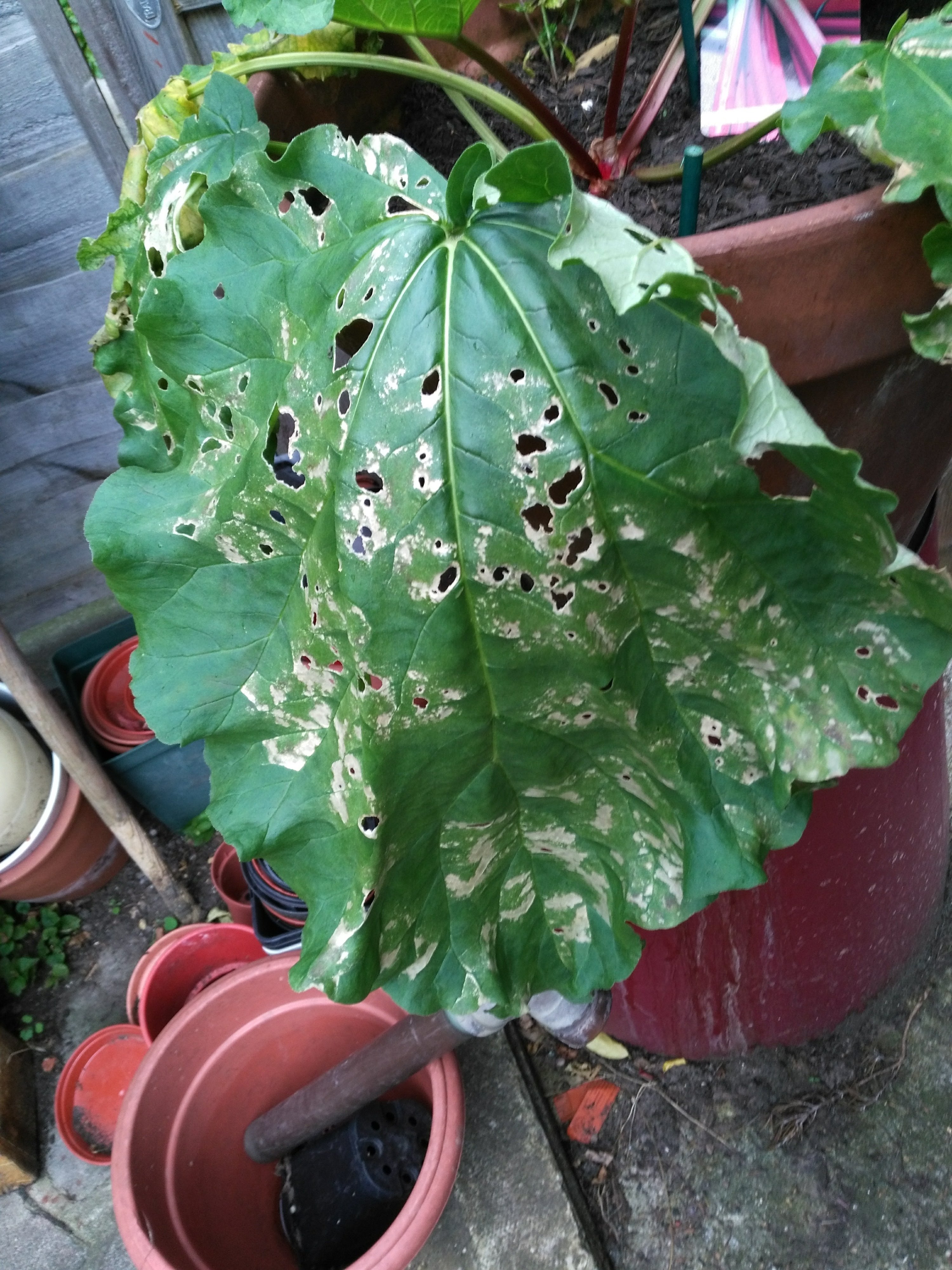Rhubarb Yellow/Brown leaves — BBC Gardeners' World Magazine