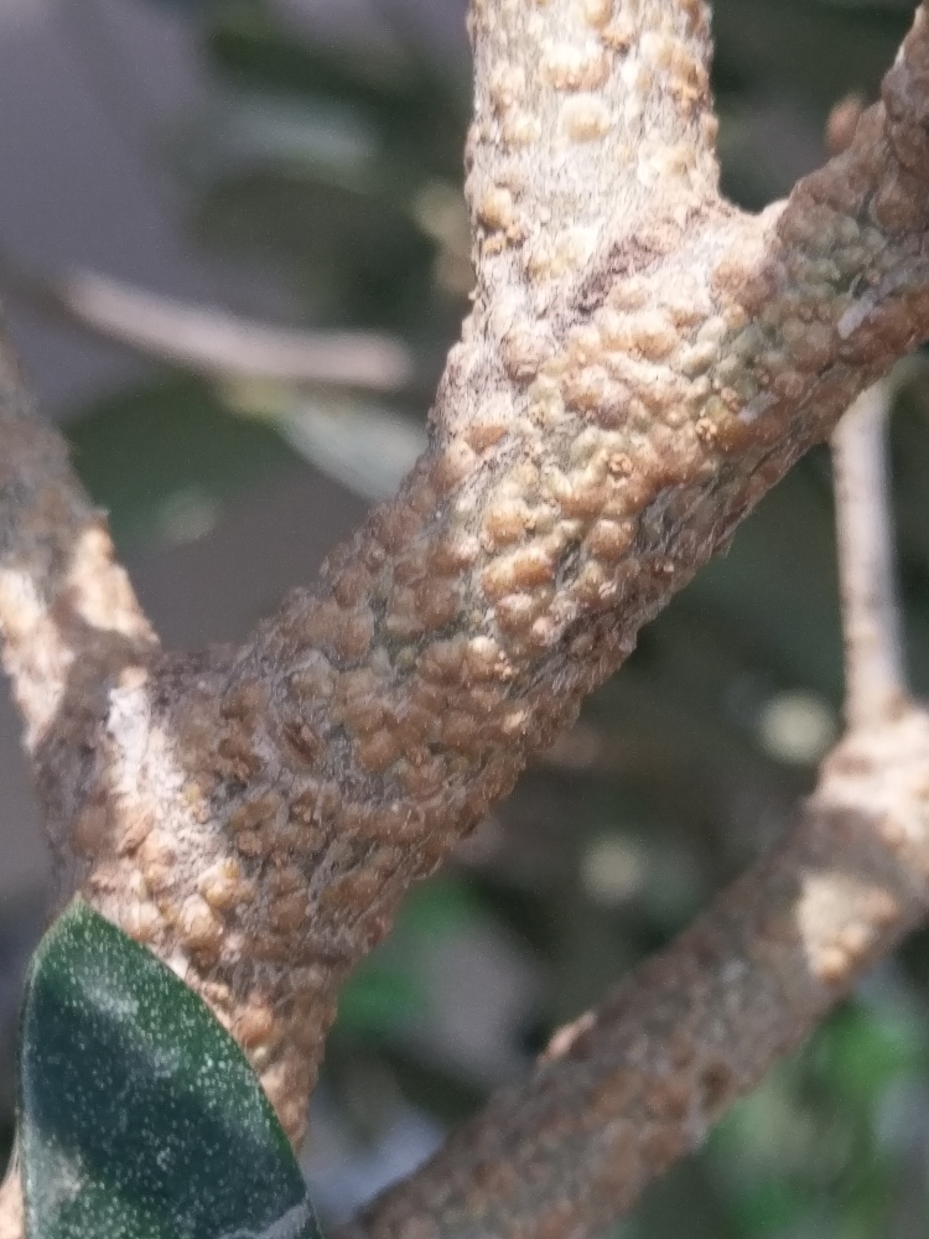 Spots On My Olive Tree BBC Gardeners World Magazine spots-on-my-olive-tree-bbc-gardeners-world-magazine