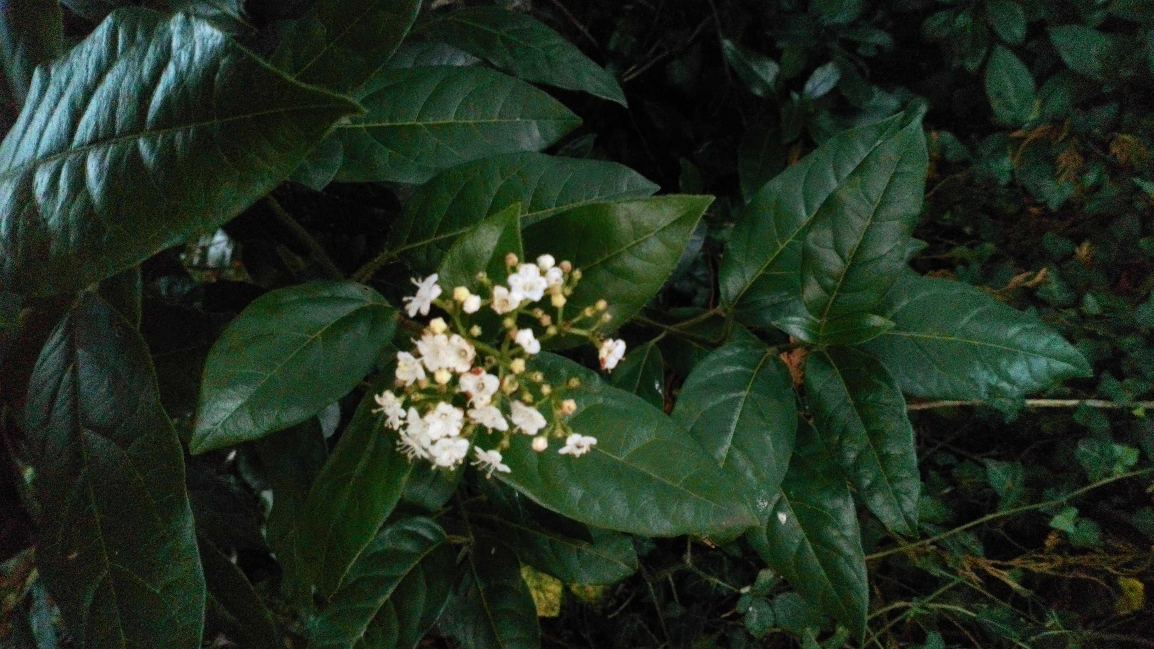 Help Wanted With Plant Identification Please BBC Gardeners World Help Wanted With Plant Identification Please BBC Gardeners World
