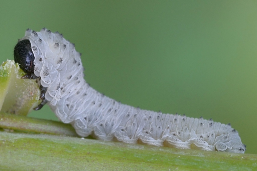 Larvae ID — BBC Gardeners' World Magazine