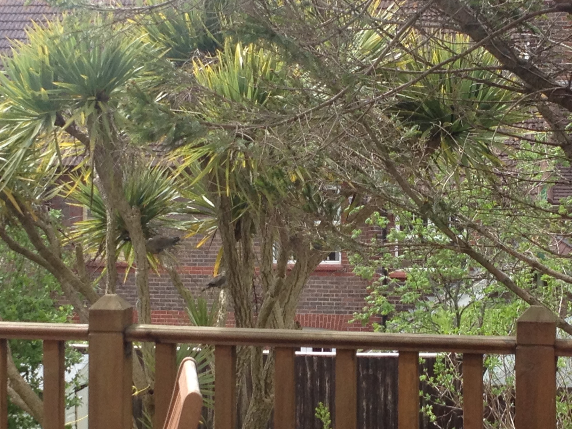 Cabbage Palm Dying BBC Gardeners World Magazine