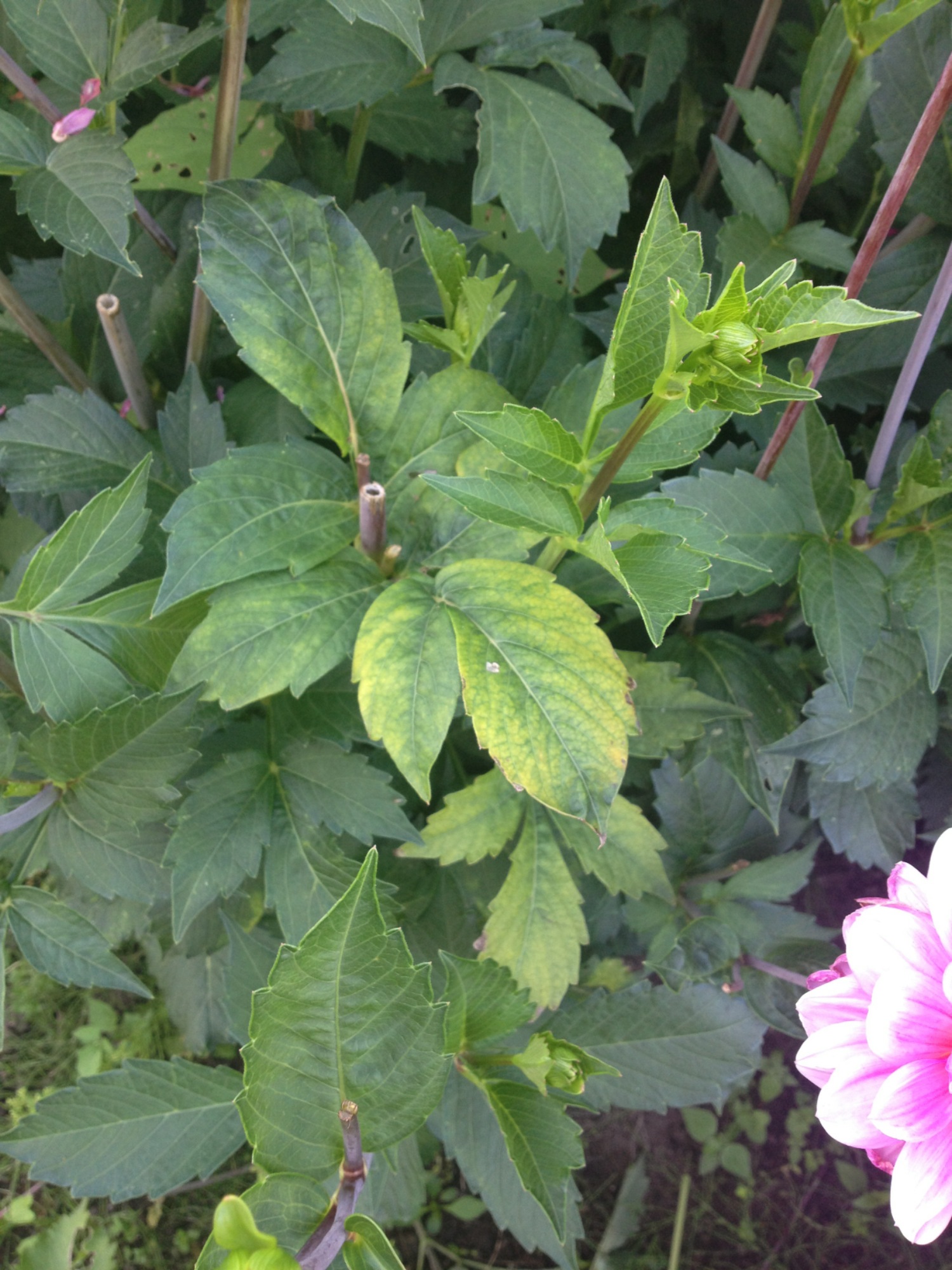 Dahlia Help Required — Bbc Gardeners World Magazine