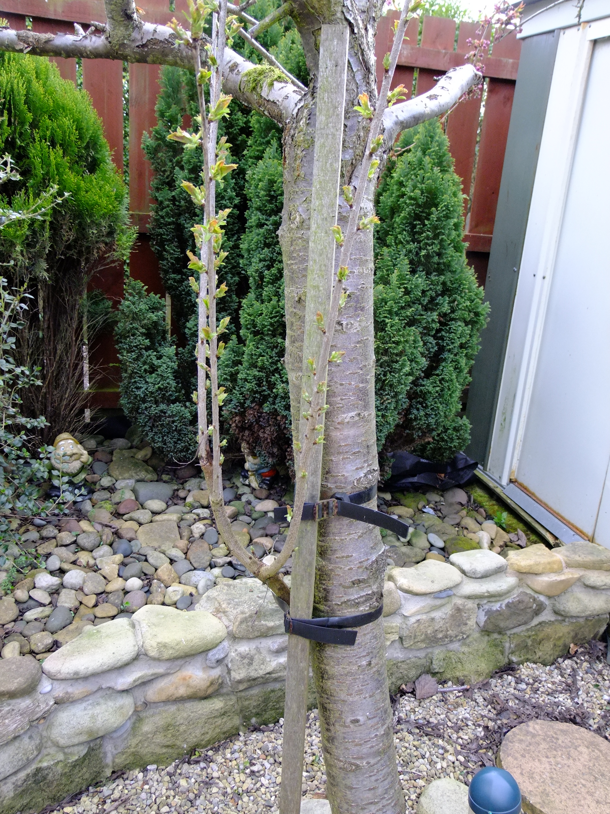Dying Cherry Blossom Branches Forum Gardenersworld dying-cherry-blossom-branches-forum-gardenersworld