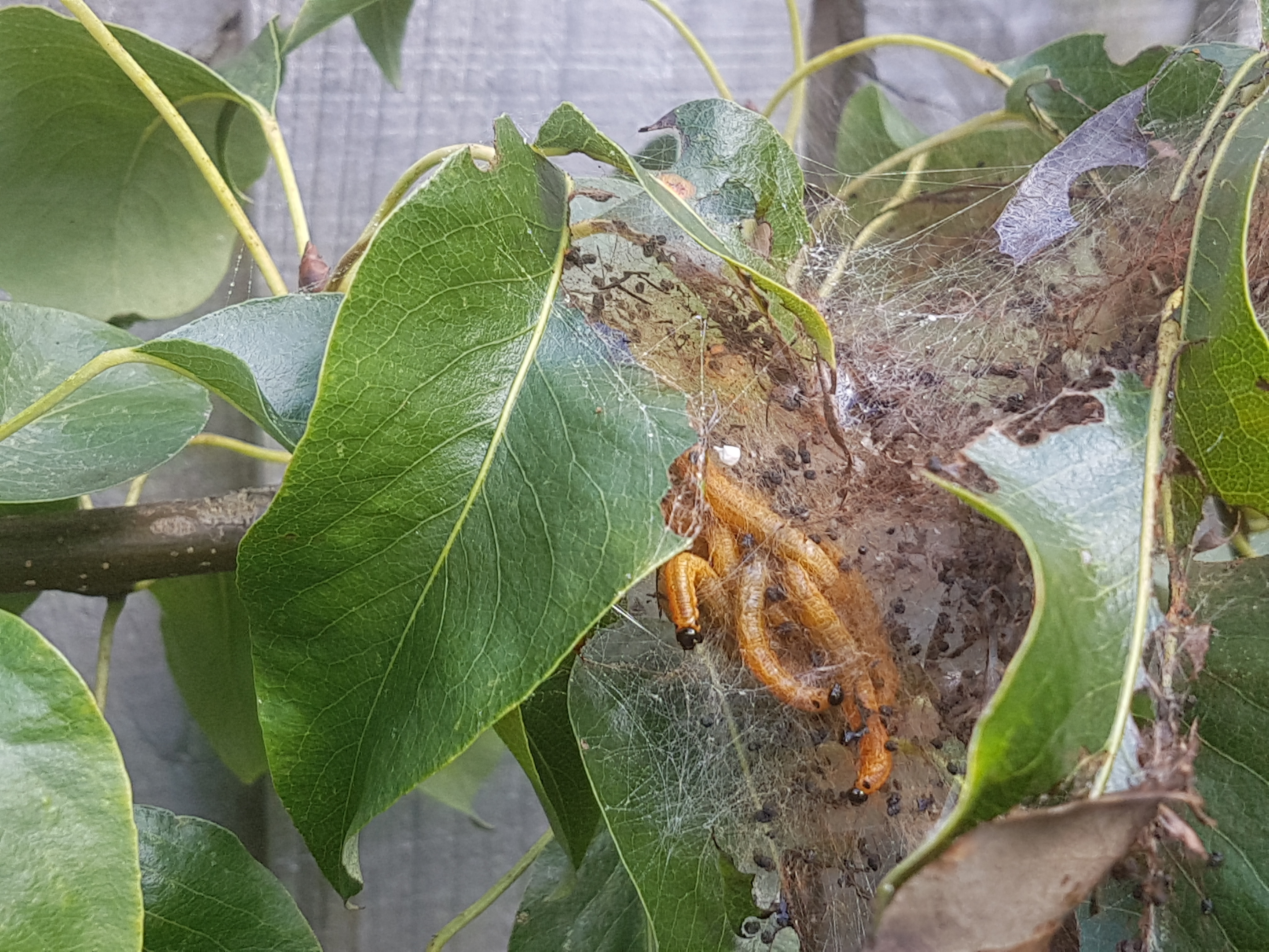 Caterpillars On Pear Tree — Bbc Gardeners World Magazine