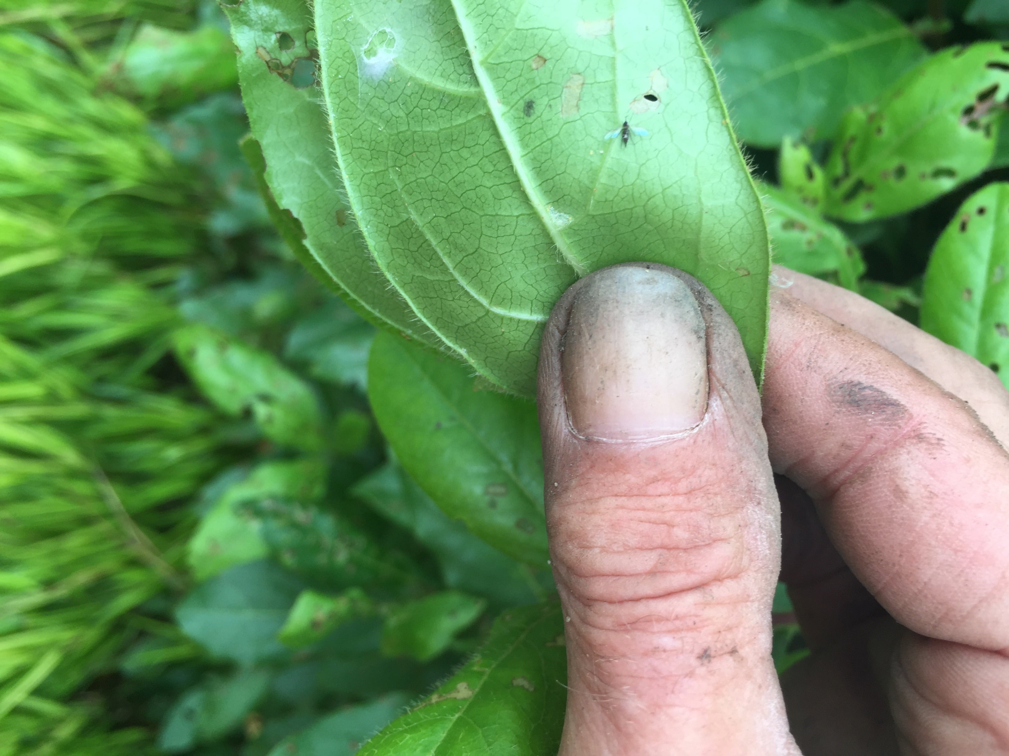 Help My Plants Leaves Are Covered In Tiny Holes BBC Gardeners Help My Plants Leaves Are Covered In Tiny Holes BBC Gardeners