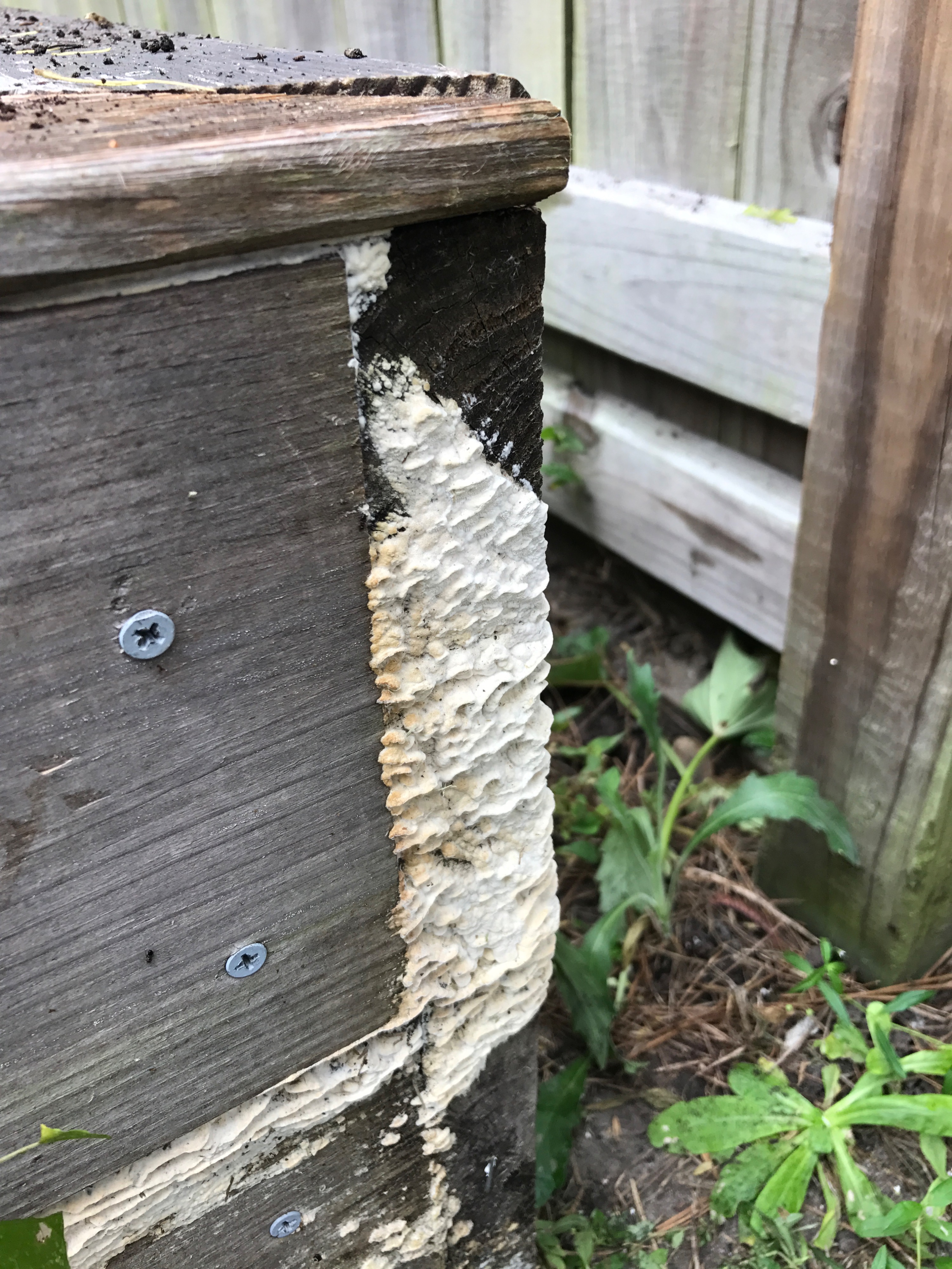 Help with Garden Box...Fungus? — BBC Gardeners' World Magazine