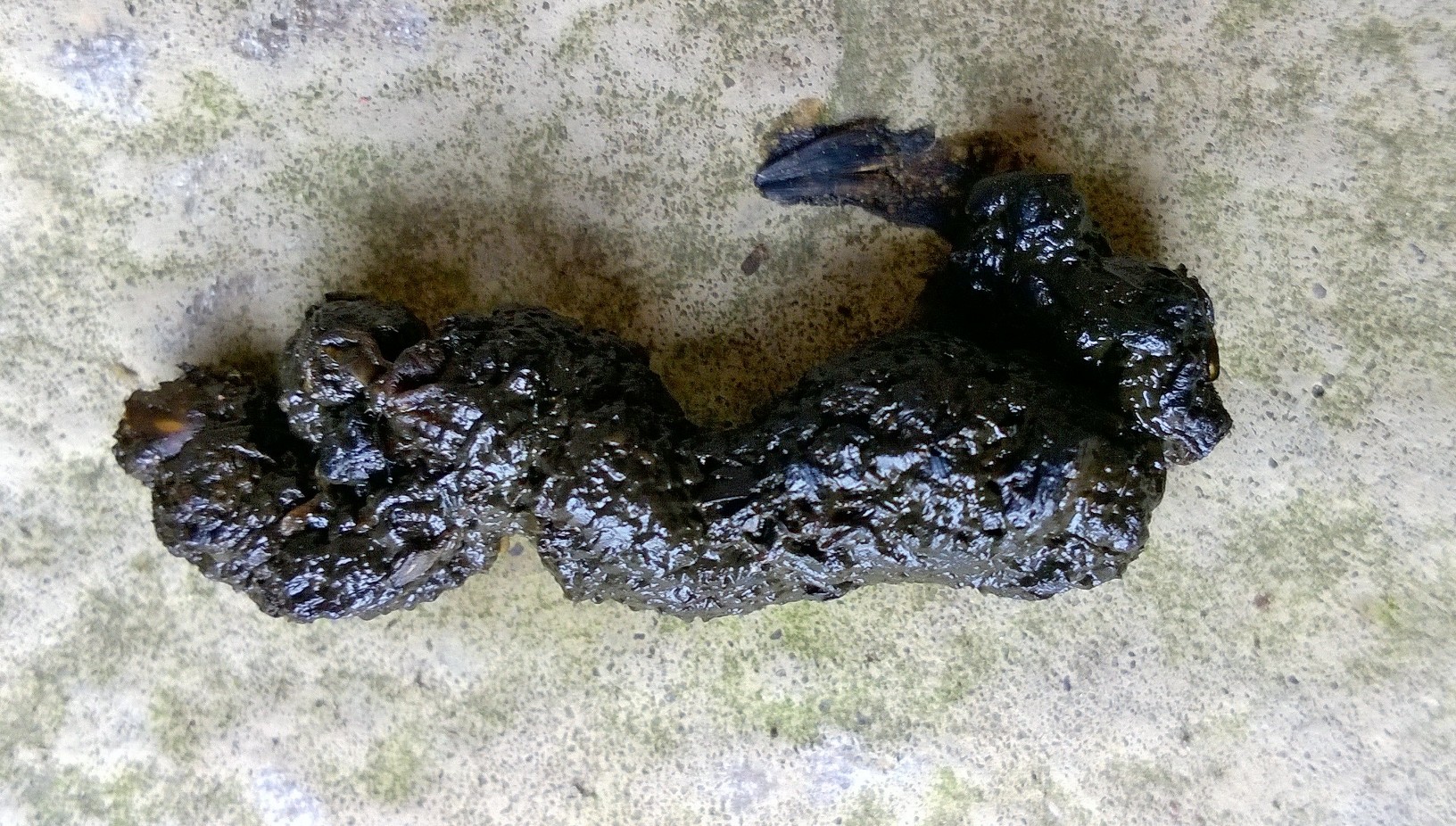 Name The Poo BBC Gardeners World Magazine