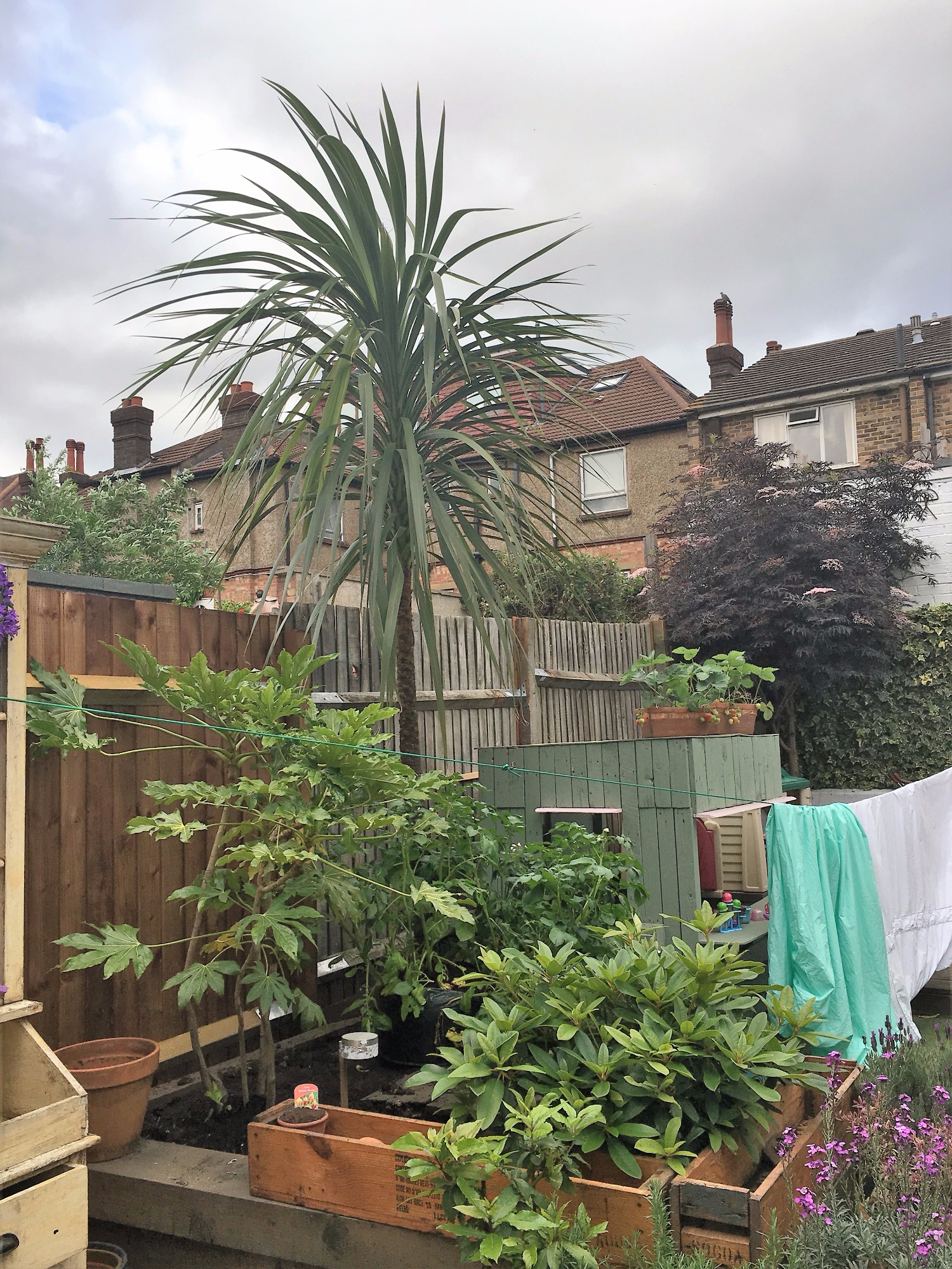 HELP Why Is My Palm Tree Dying Forum Gardenersworld