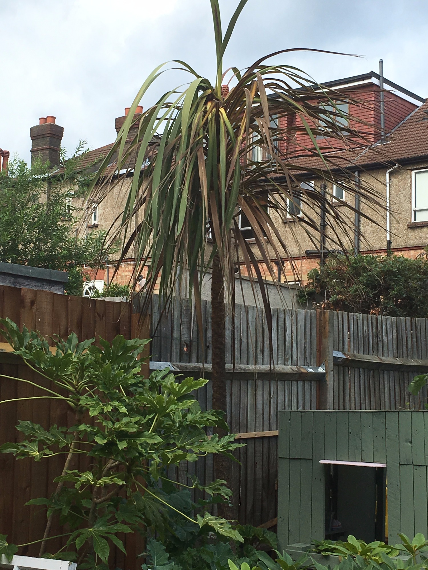 HELP Why Is My Palm Tree Dying Forum Gardenersworld