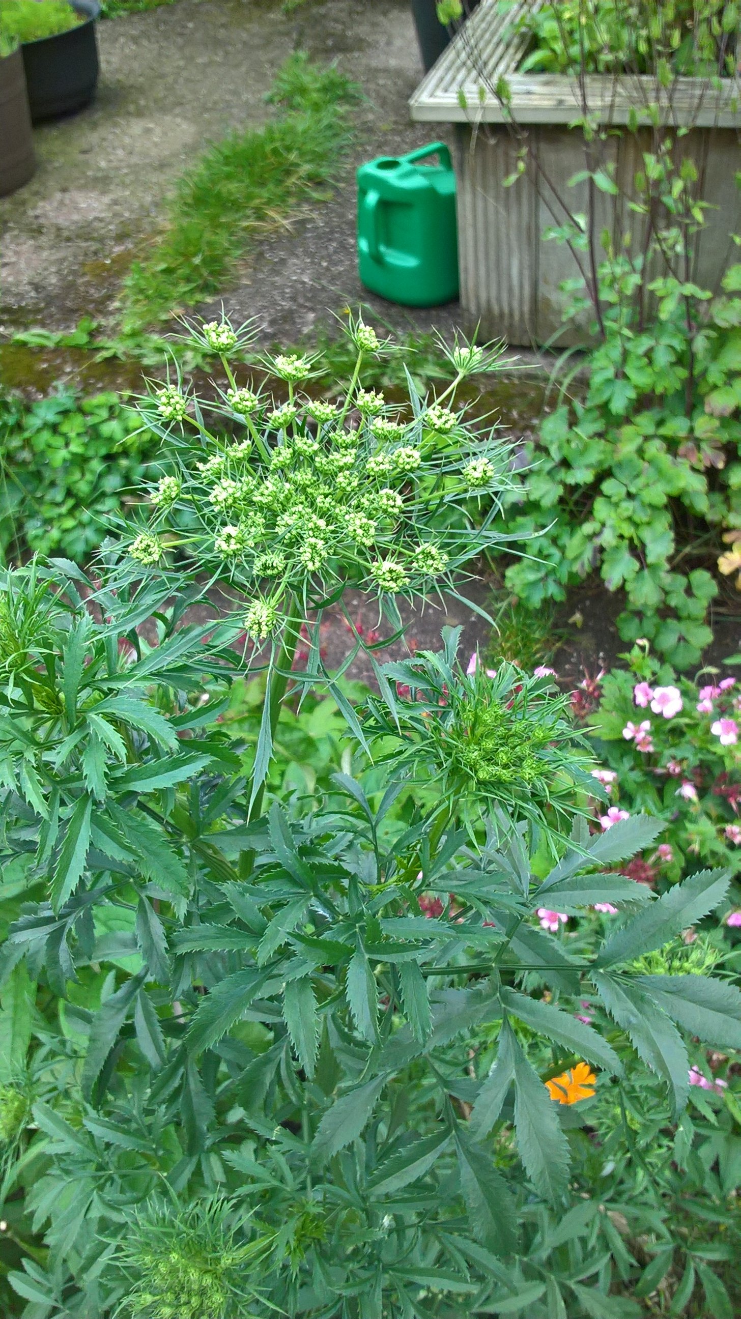 identification-of-a-plant-bbc-gardeners-world-magazine