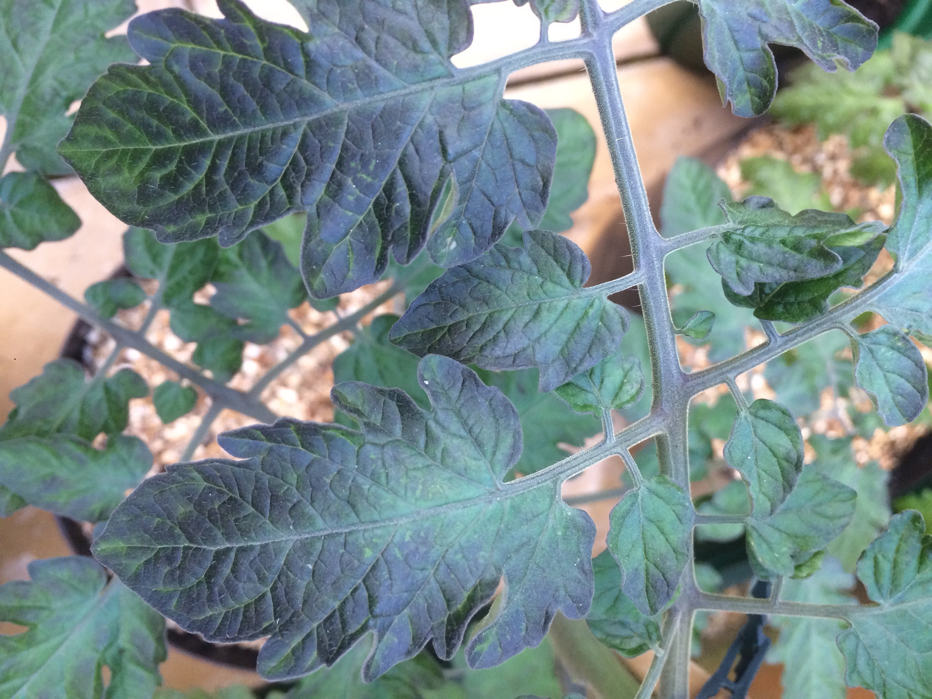 Tomato Plant Leaves Turning Black