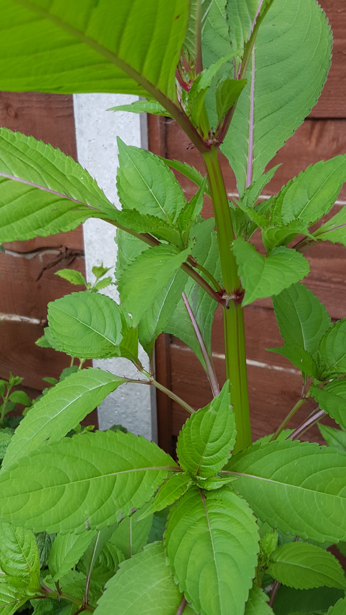What Is This Fast Growing Beast BBC Gardeners World Magazine