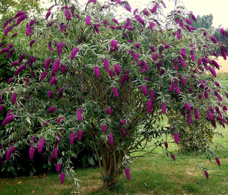 How to make a buddleia tree? — BBC Gardeners' World Magazine