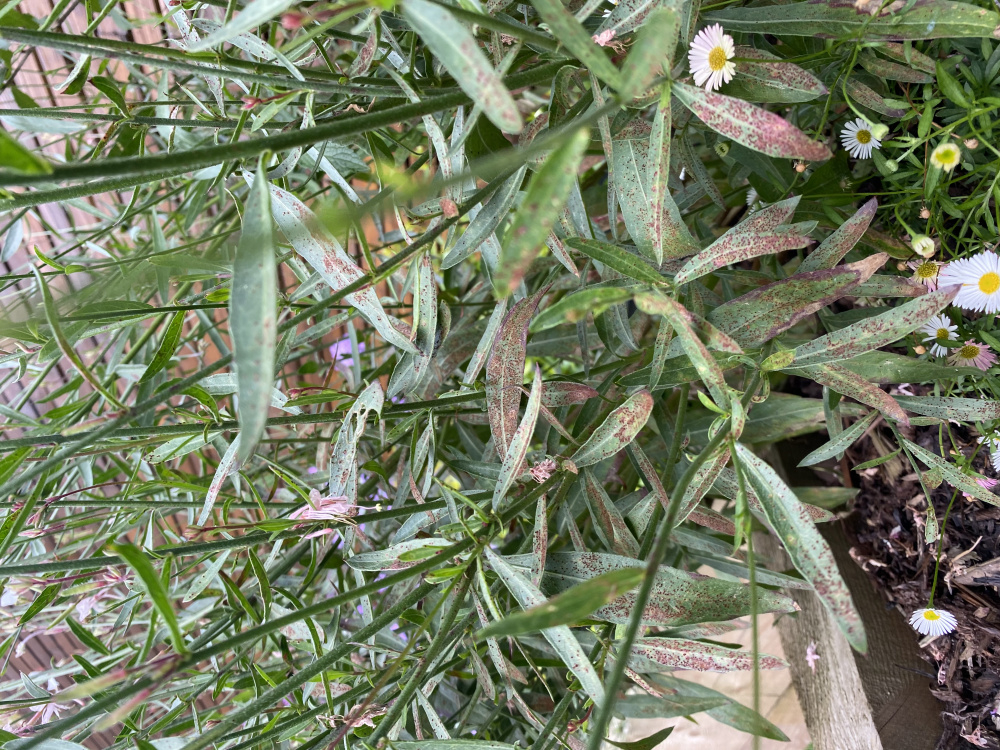 Red spots on gaura — BBC Gardeners' World Magazine
