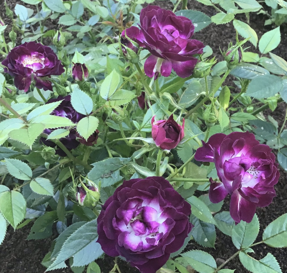 Rose Deep Purple Plants