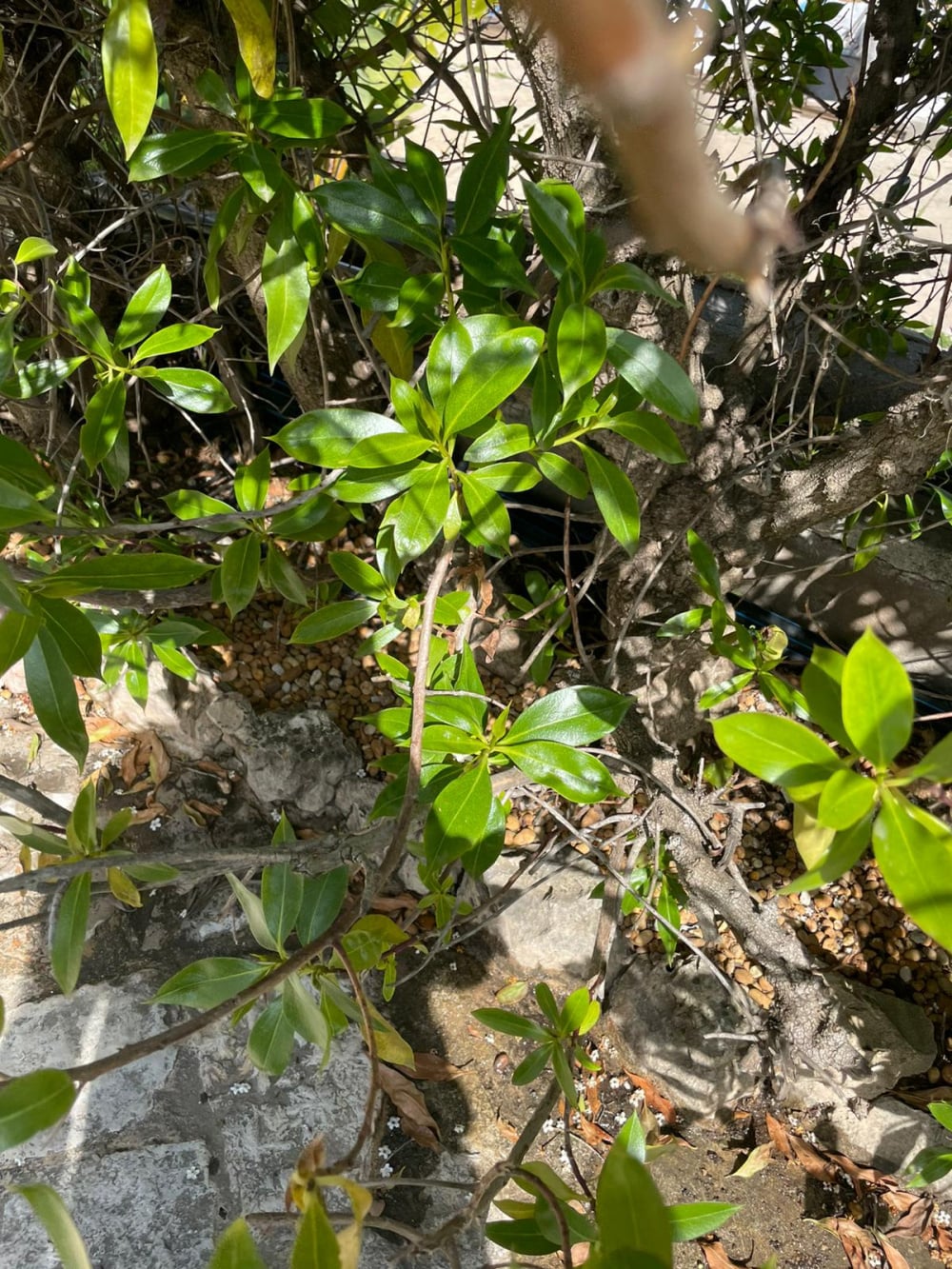 Help What s The Name Of This Plant And How To Take Care Of It BBC Help What s The Name Of This Plant And How To Take Care Of It BBC