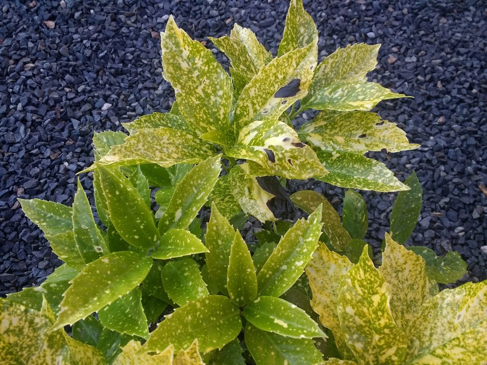 What's wrong with my aucuba japonica? — BBC Gardeners' World Magazine