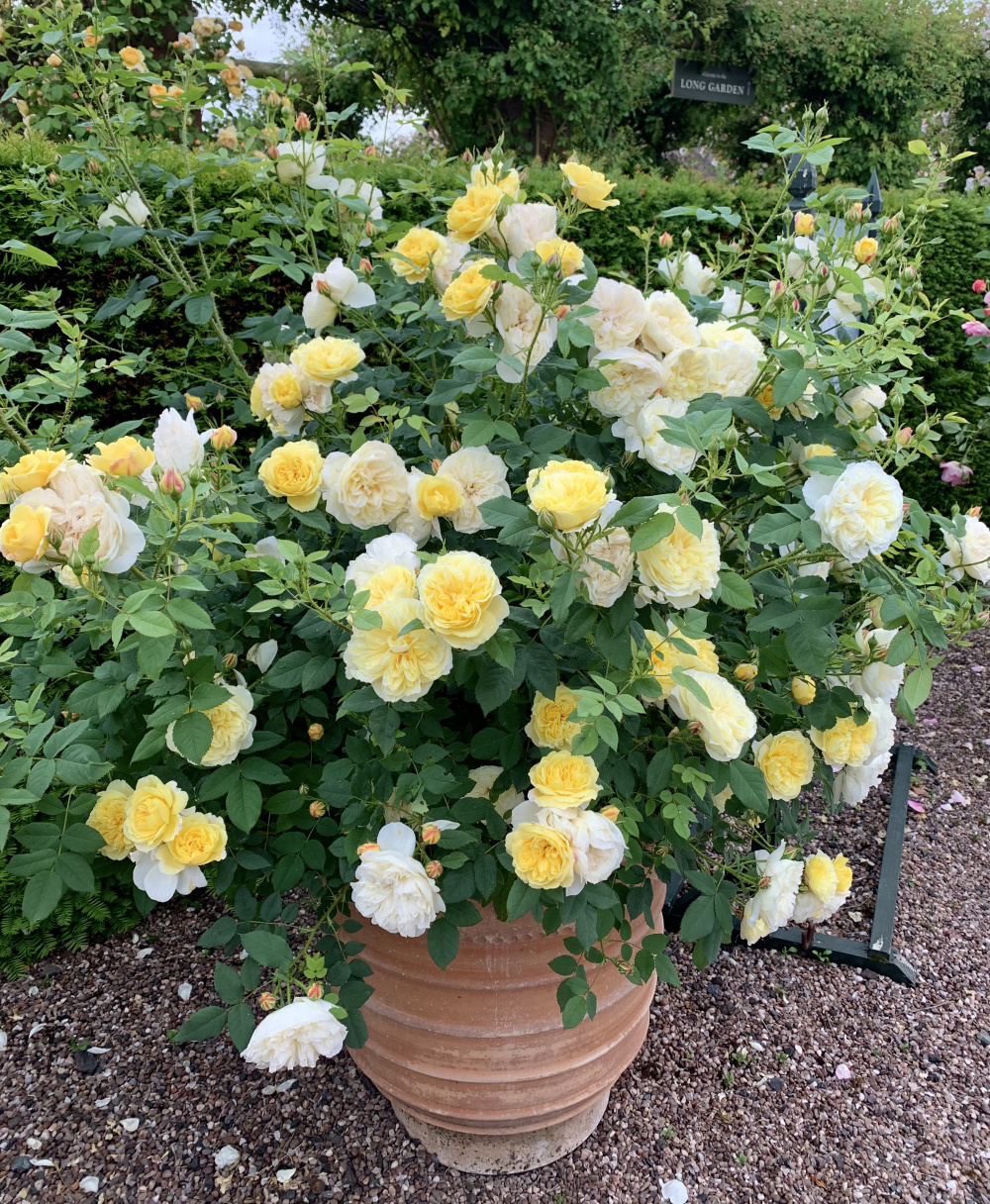 ROSES - Spring/Summer Season 2021 - Page 195 — BBC Gardeners' World ...