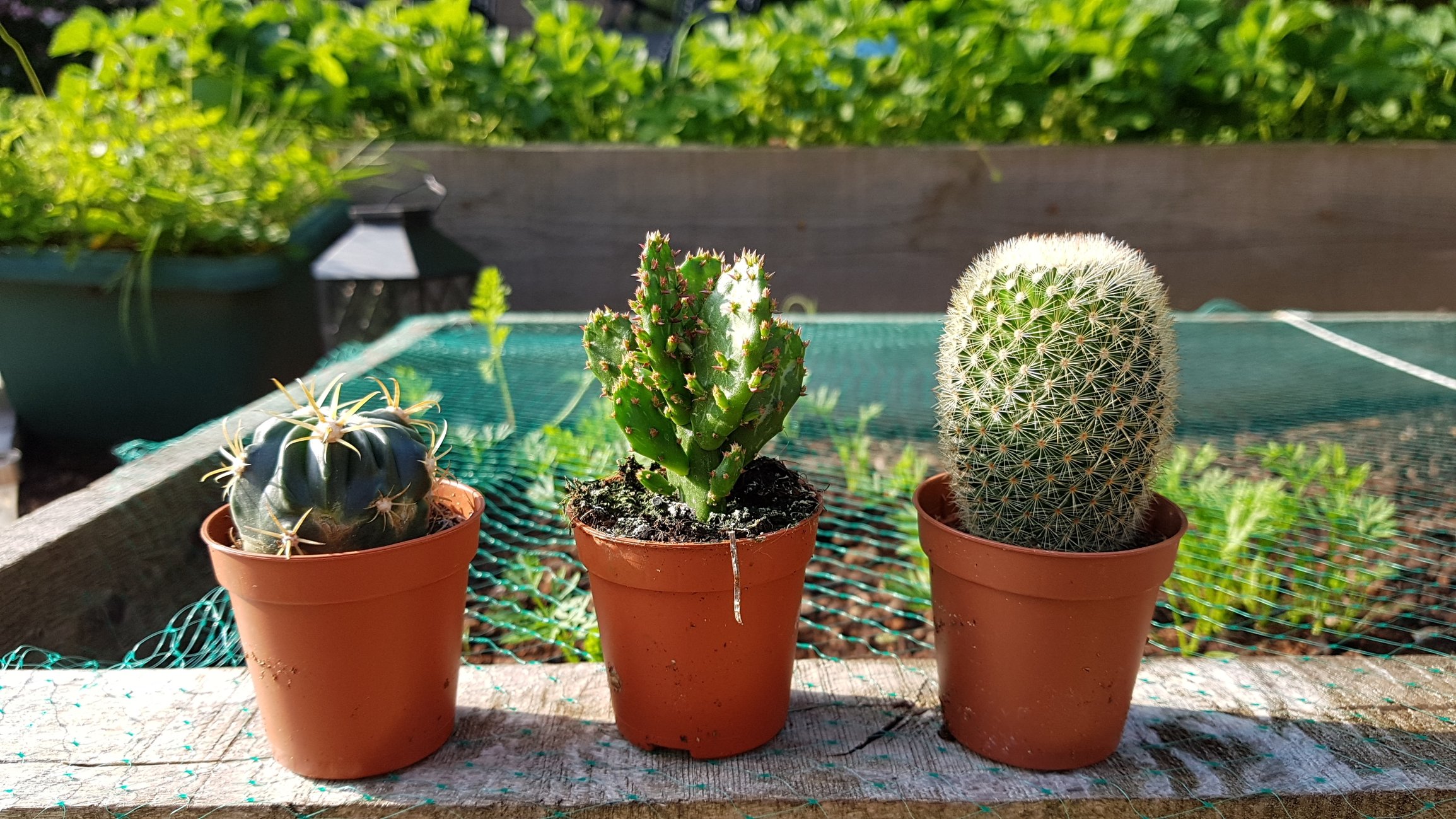 Cacti Identification — BBC Gardeners' World Magazine Cacti Identification — BBC Gardeners' World Magazine