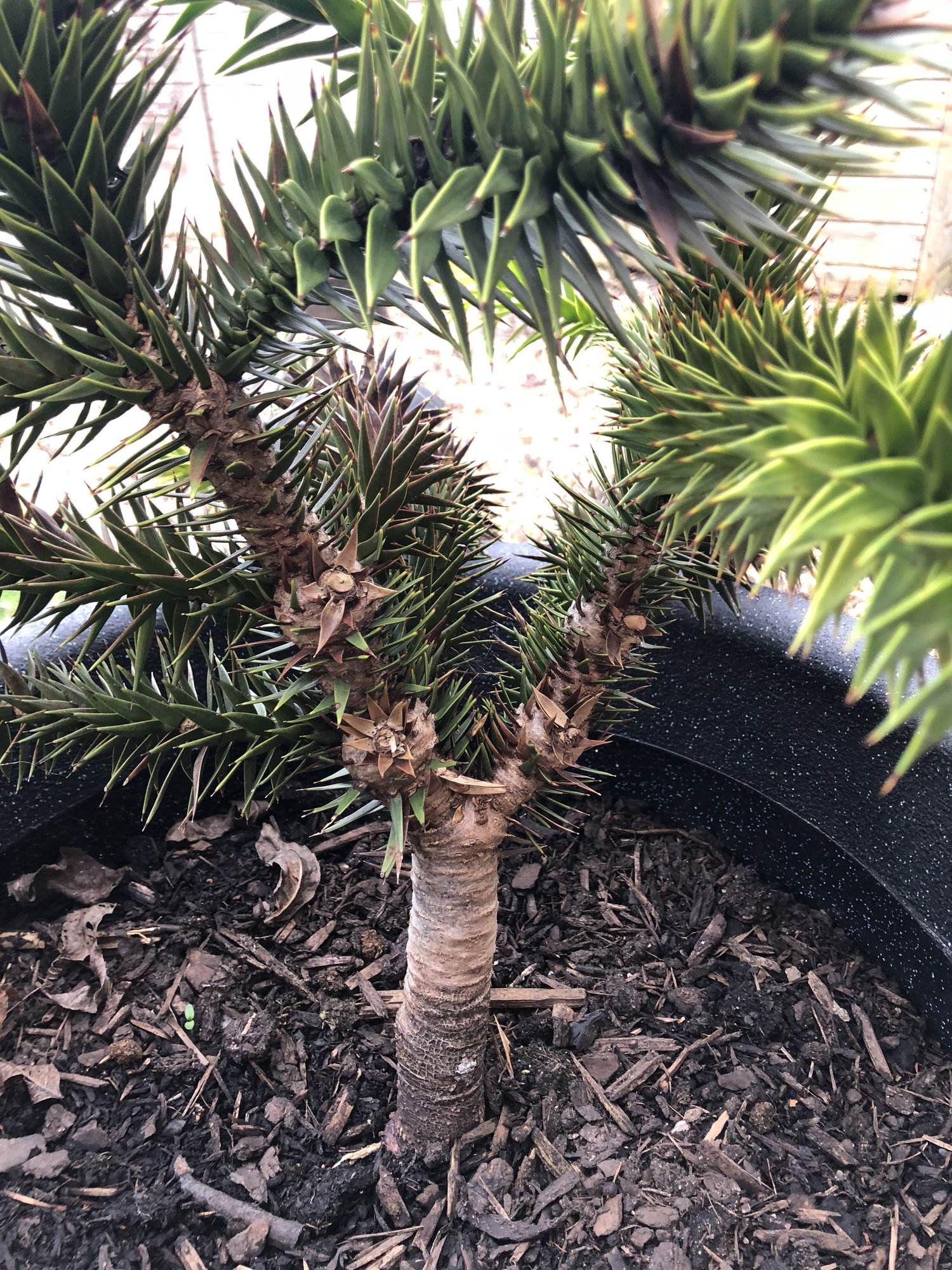 Monkey Puzzle Tree With 2 Vertical Stems BBC Gardeners World Magazine monkey-puzzle-tree-with-2-vertical-stems-bbc-gardeners-world-magazine