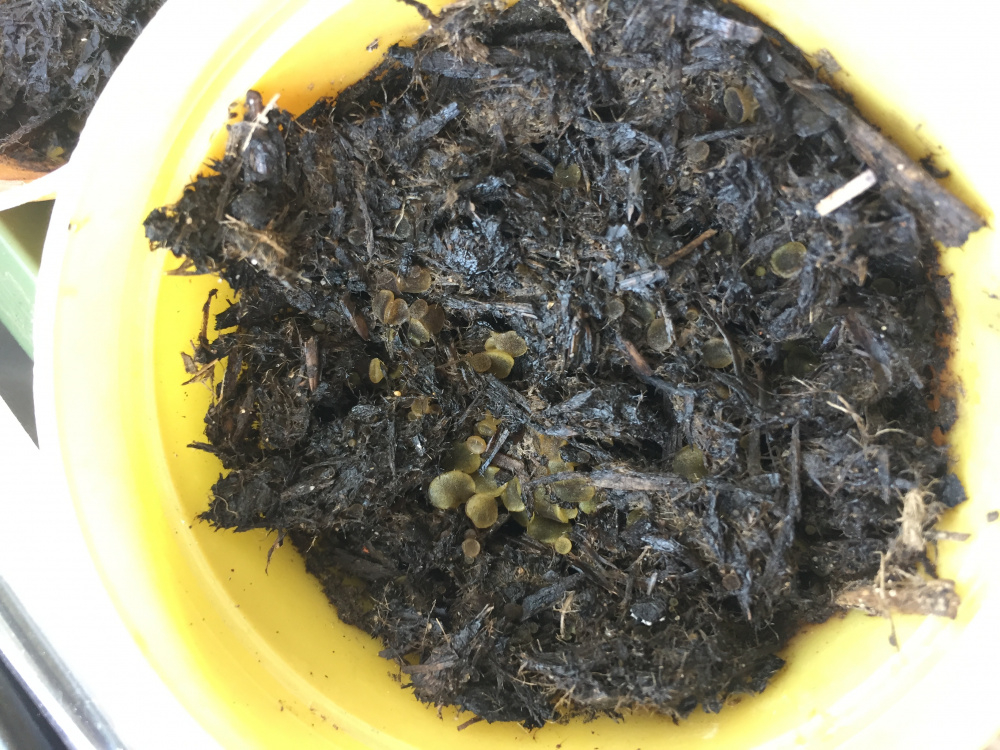 What Are The Yellow Things In My Peat Free Compost Page 2 BBC what-are-the-yellow-things-in-my-peat-free-compost-page-2-bbc