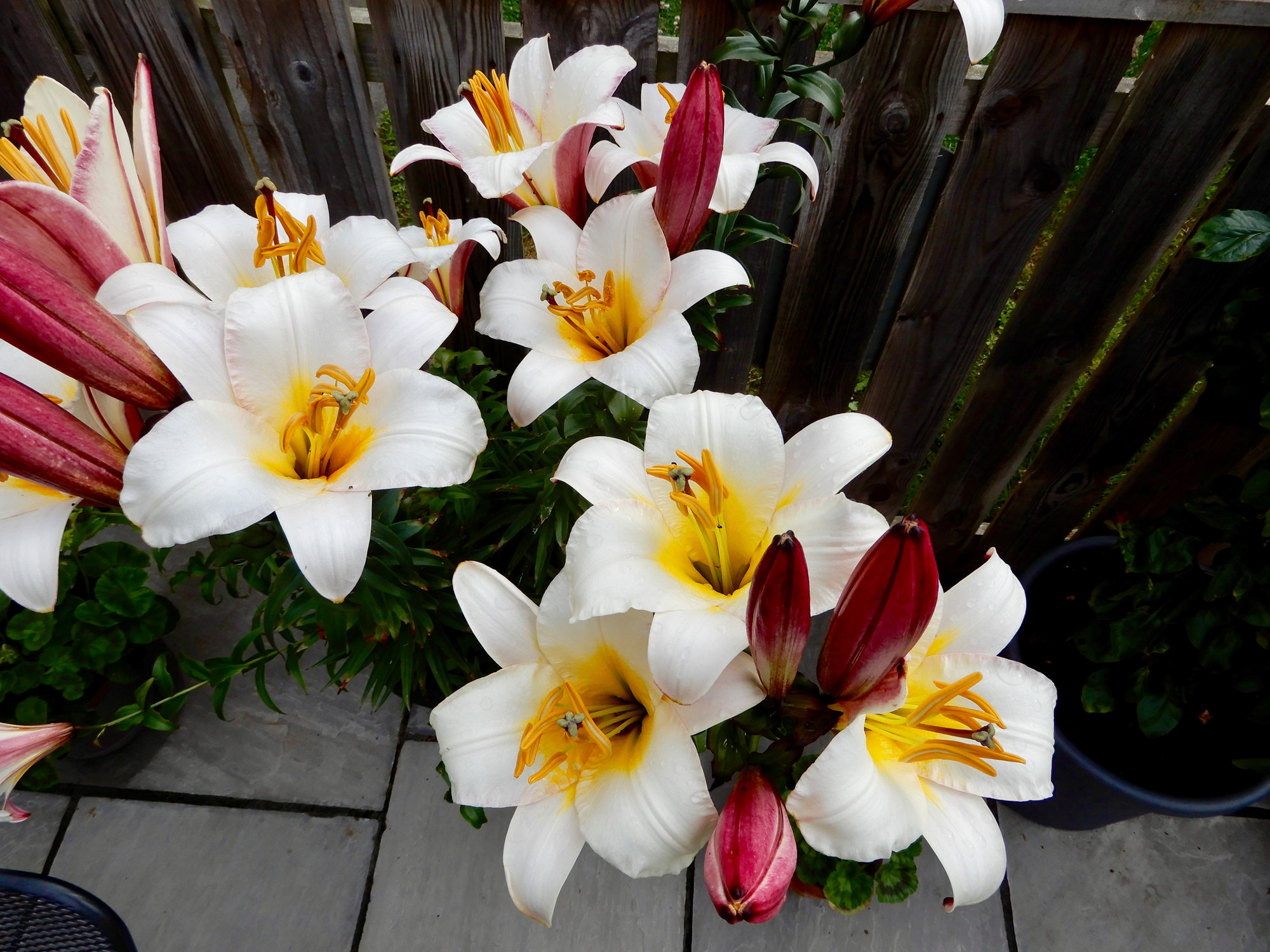 Lillies — BBC Gardeners' World Magazine