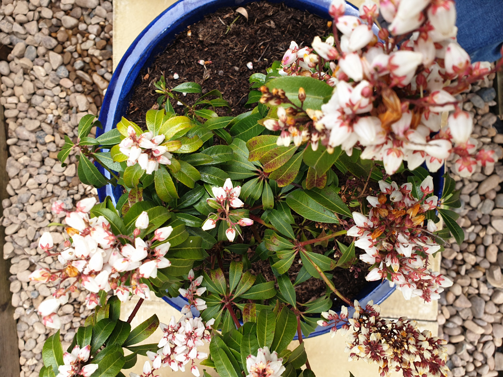 Pieris Problems — Bbc Gardeners World Magazine