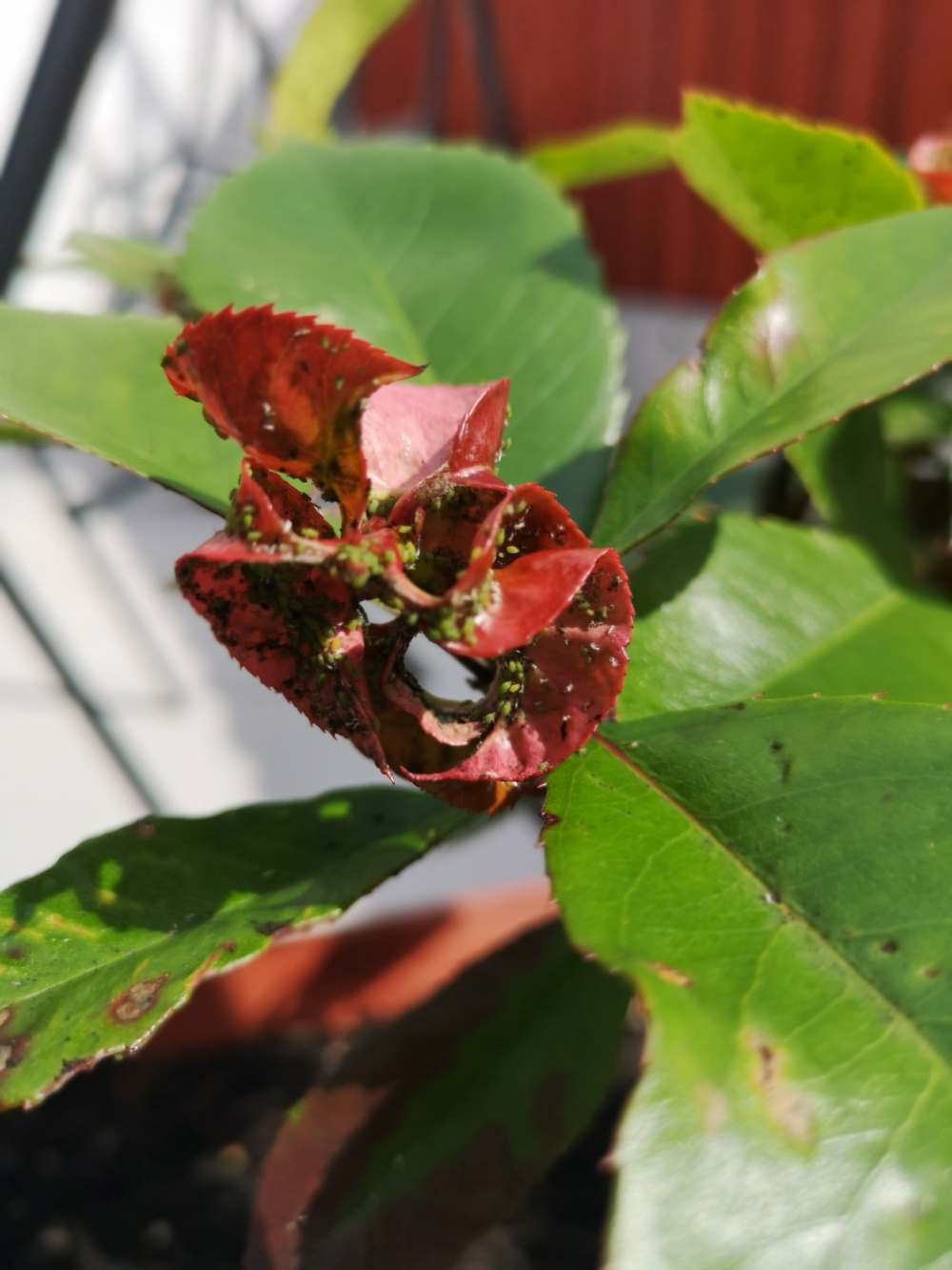 Peculiar Red Robin Shrub — BBC Gardeners' World Magazine