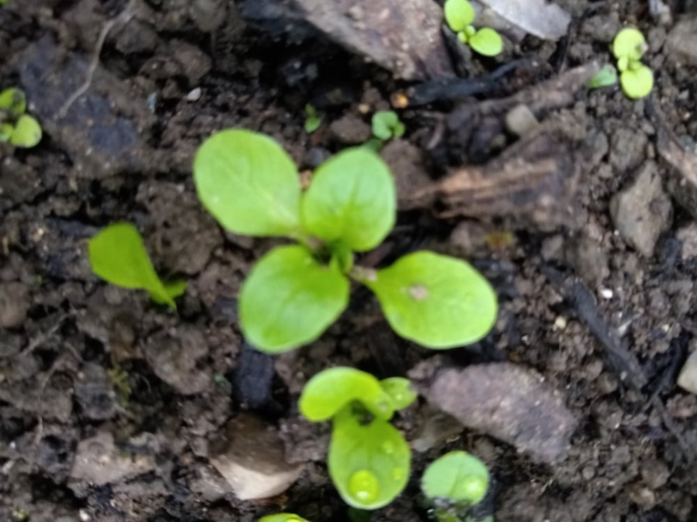Identify Seedlings Please BBC Gardeners World Magazine Identify Seedlings Please BBC Gardeners World Magazine
