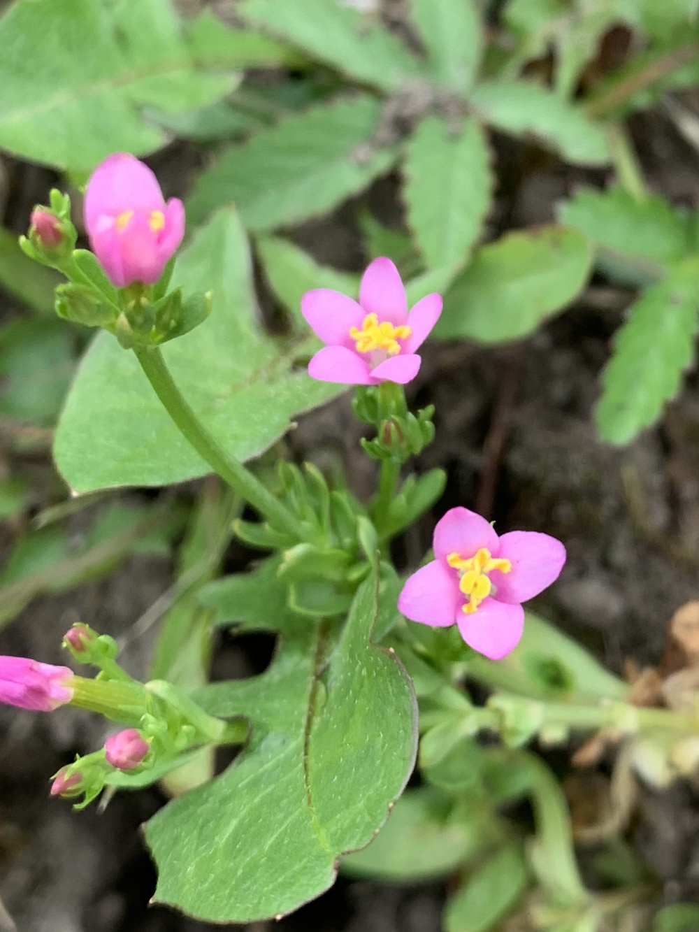 Flower Identification App Uk Flower Identification Please How Do I 