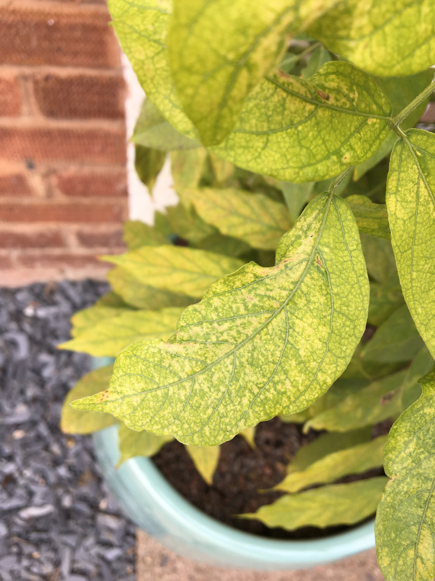 Wisteria Leaf Issues BBC Gardeners World Magazine