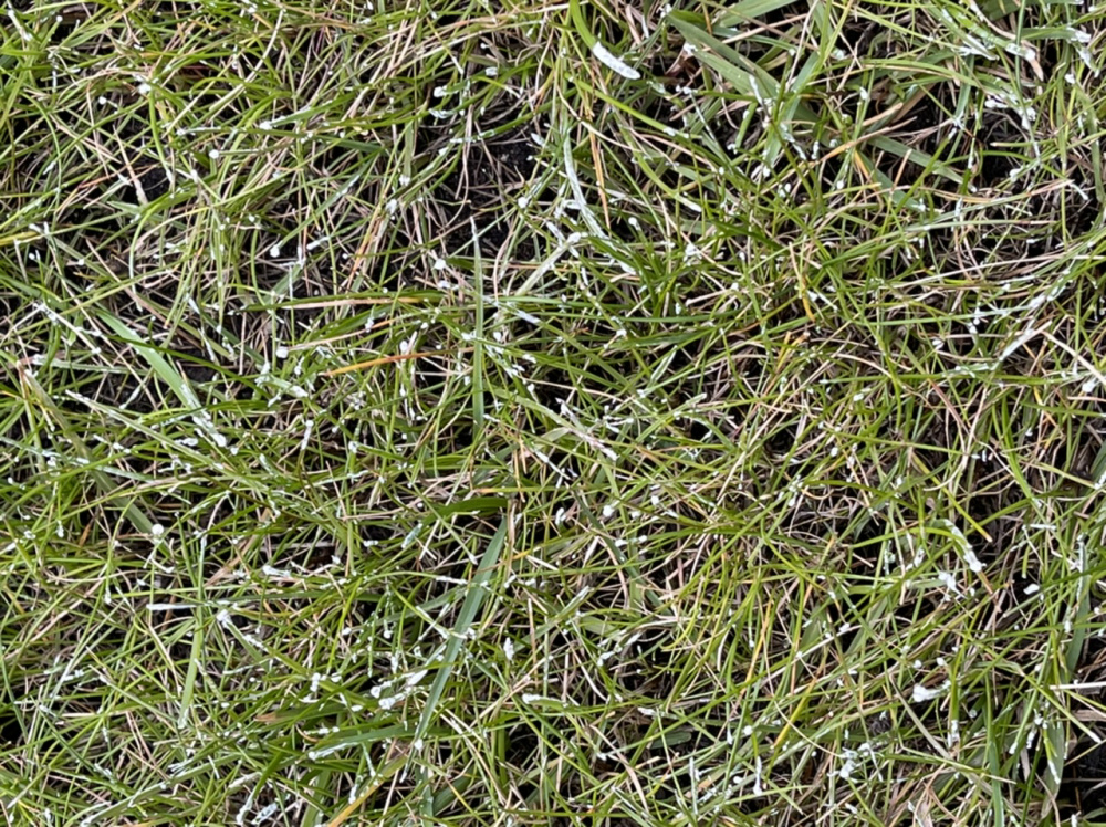 Is this powdery mildew on my lawn? — BBC Gardeners' World Magazine