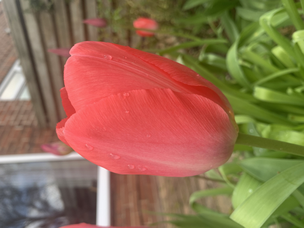 Tulip Identification — Bbc Gardeners World Magazine
