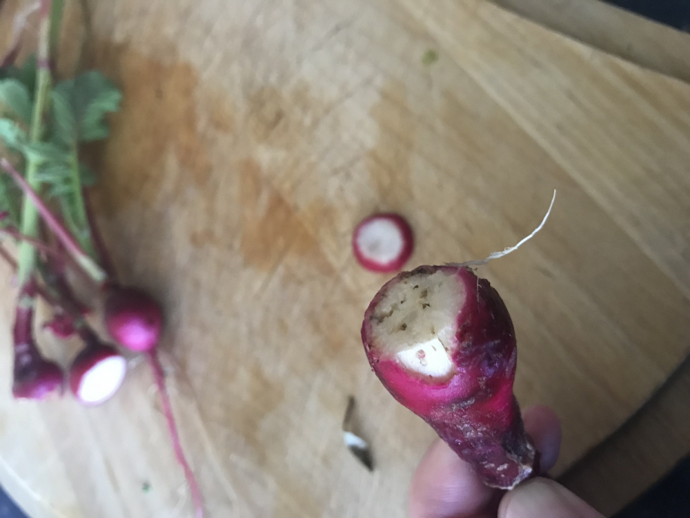 Rotten Radishes — BBC Gardeners' World Magazine
