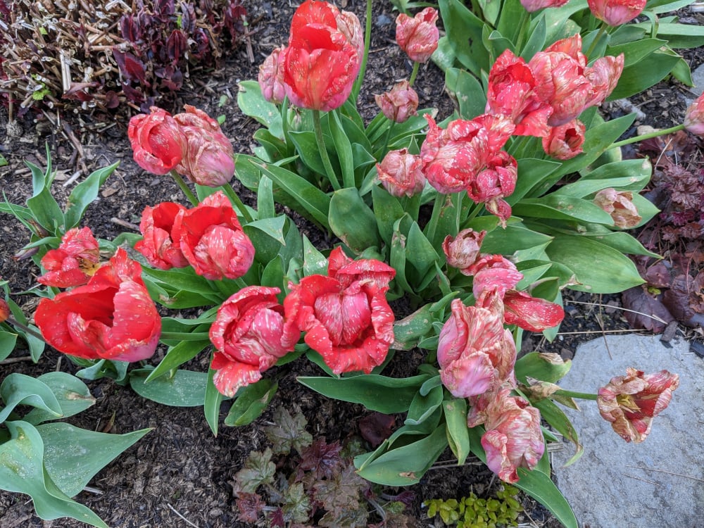 Tulip Fire? — BBC Gardeners' World Magazine