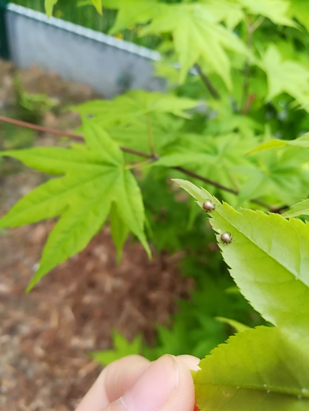 Silver bug id — BBC Gardeners' World Magazine