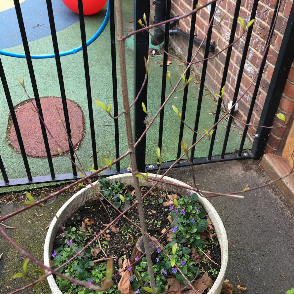 Big Tree Elementary Parent Portal