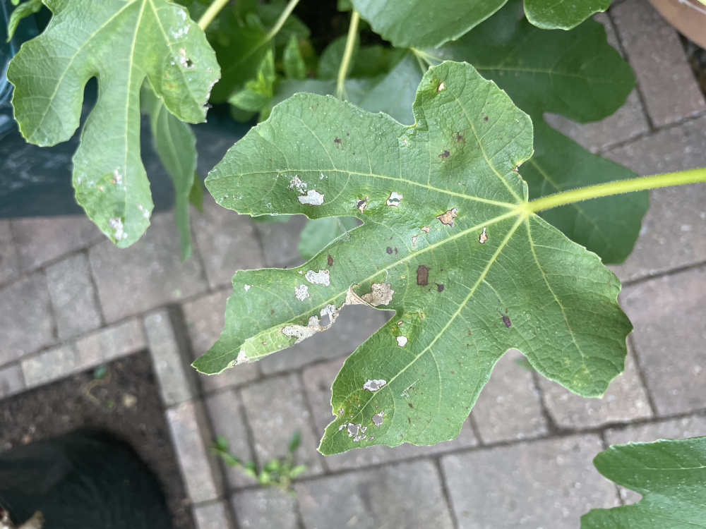 Fig tree pests — BBC Gardeners' World Magazine