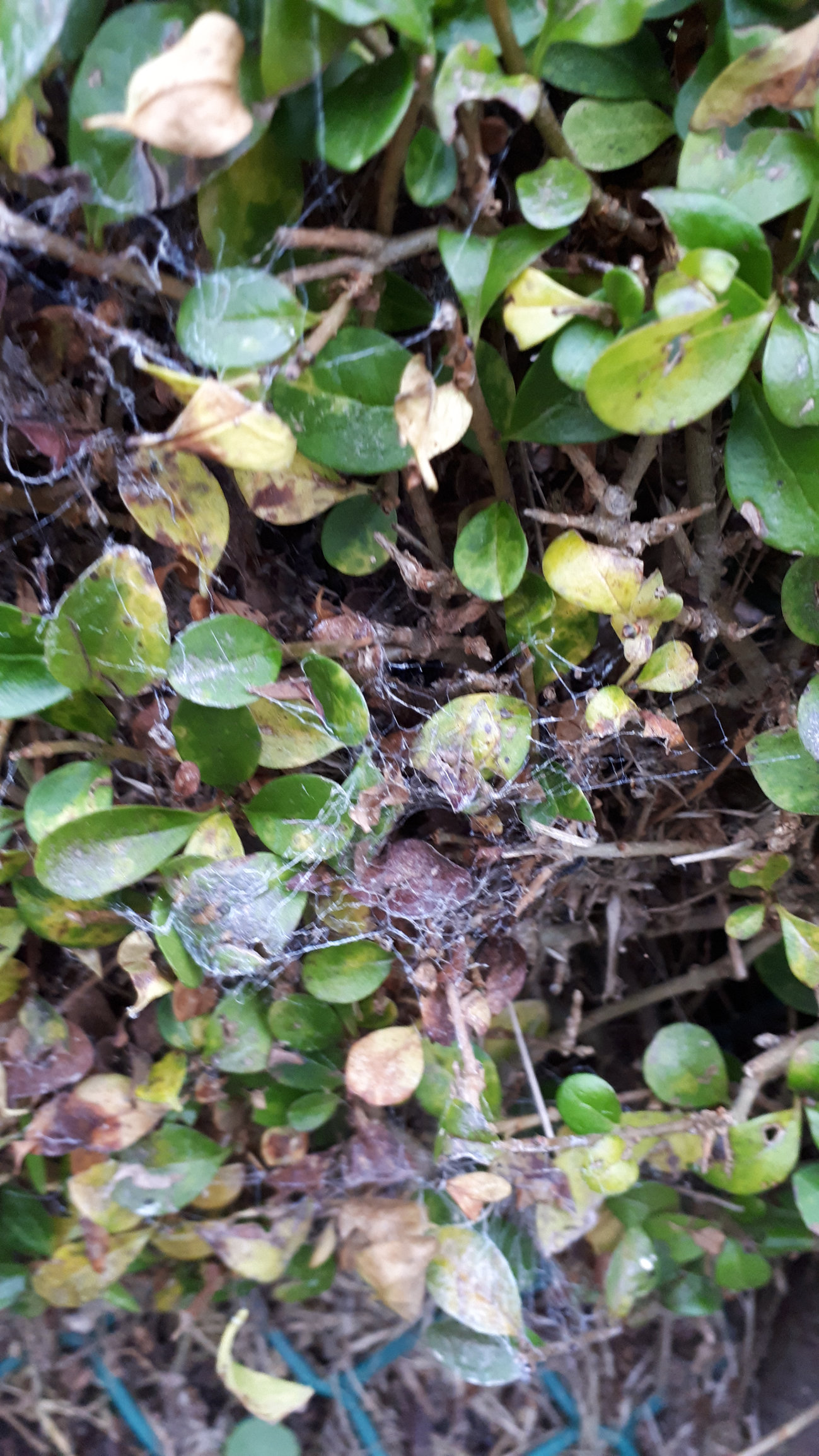 Privet hedge slowly dying? — BBC Gardeners' World Magazine