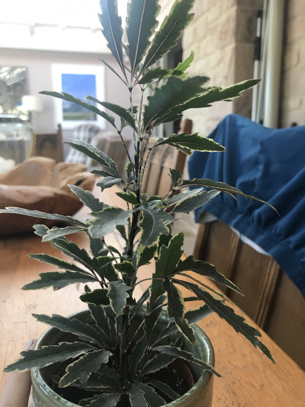 Can You Identify This Plant BBC Gardeners World Magazine Can You Identify This Plant BBC Gardeners World Magazine